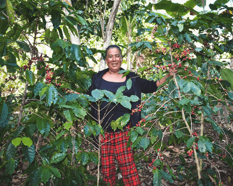 Plant Trees in the Dominican Republic | One Tree Planted