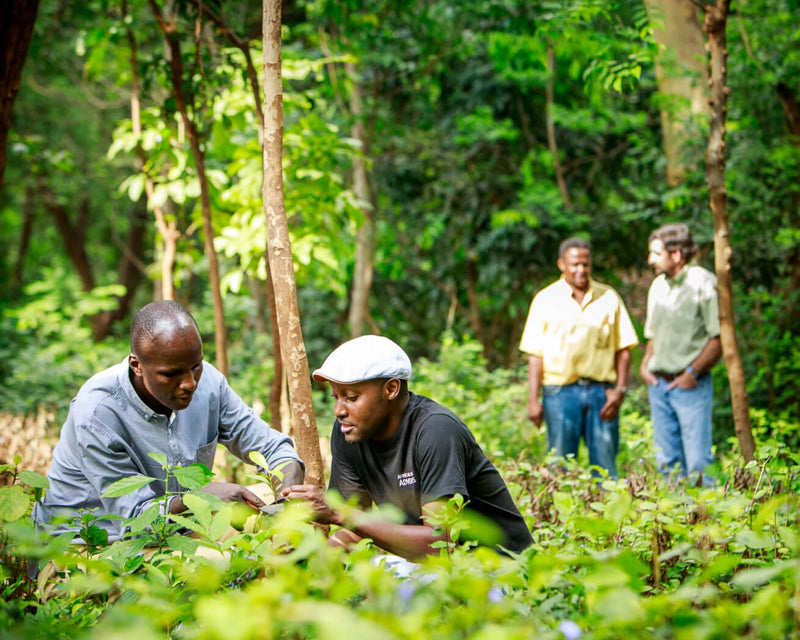 Plant Trees in Africa | One Tree Planted