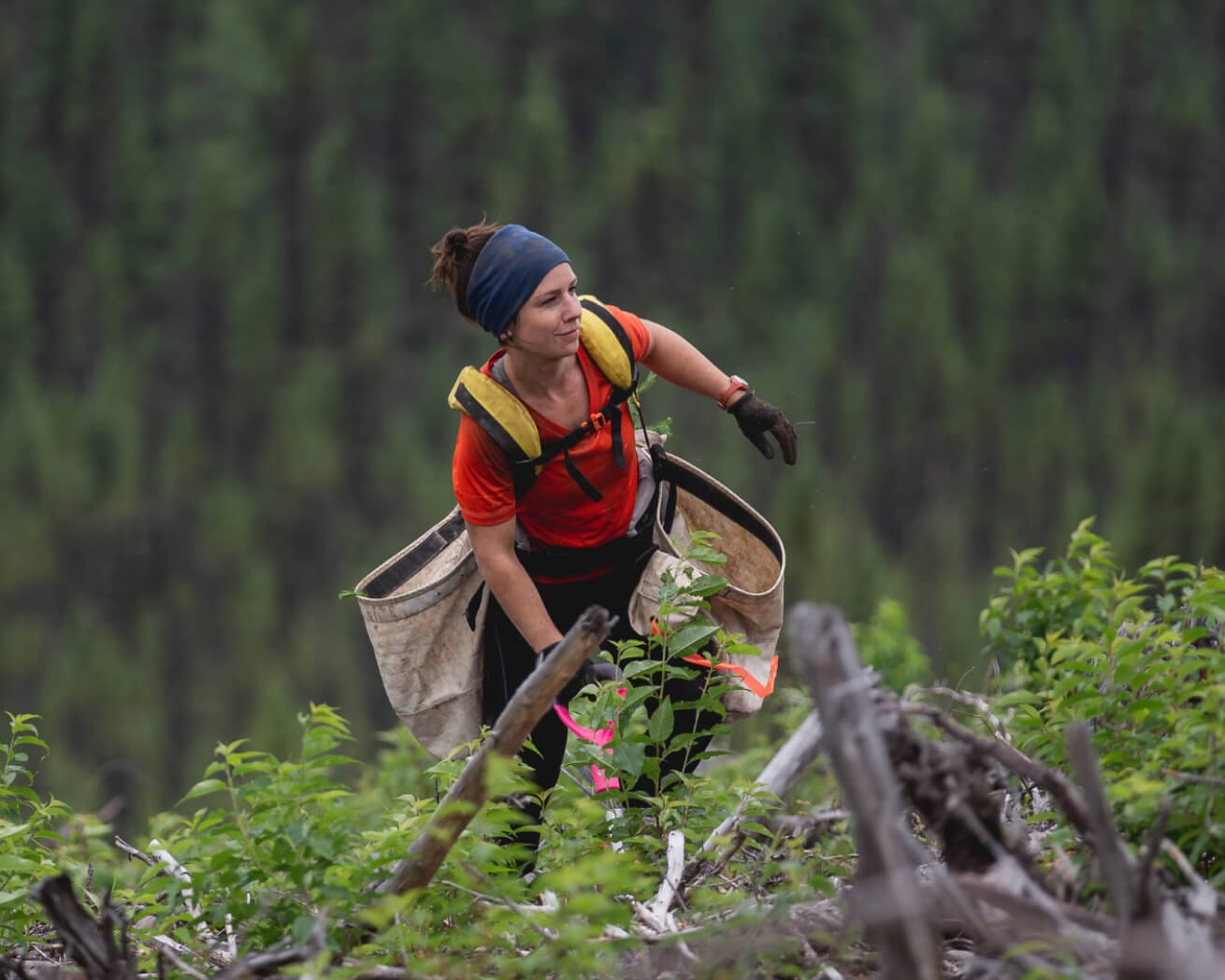Plant Trees Where They're Needed Most | One Tree Planted