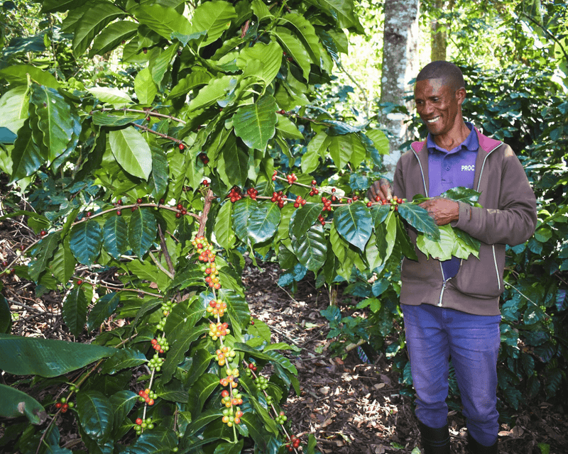 Plant Trees in the Dominican Republic | One Tree Planted