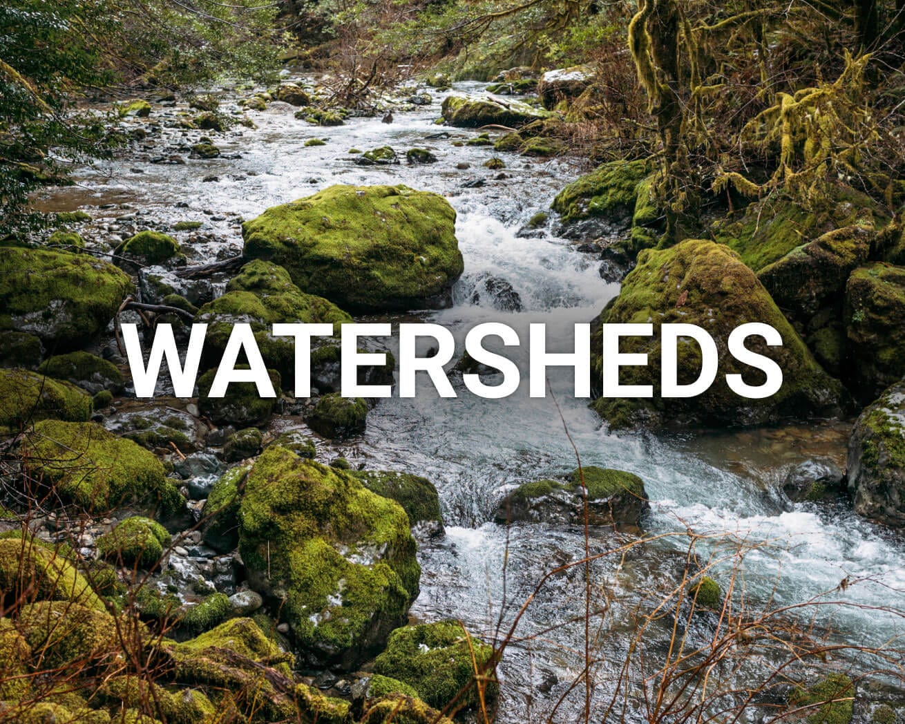 Our Work Impacting Watersheds | One Tree Planted
