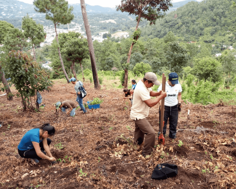 Plant Trees in Mexico | One Tree Planted