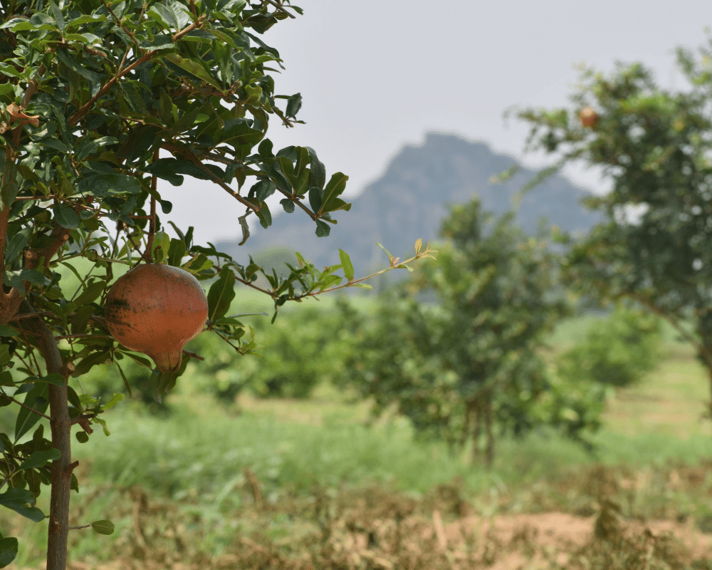 Our Work in India | One Tree Planted