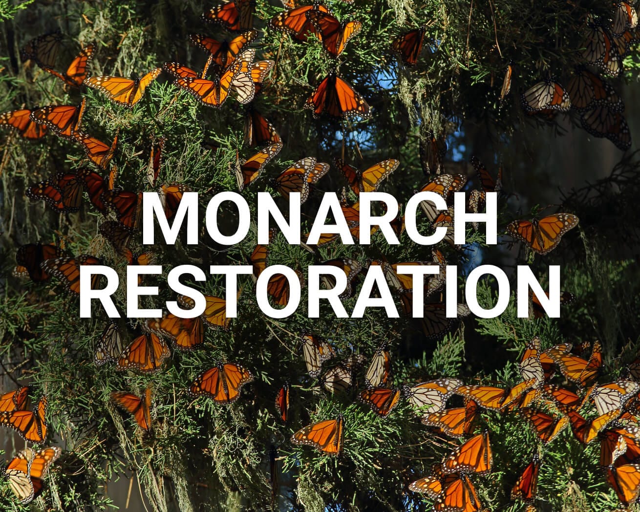 Our Work Impacting Monarch Restoration | One Tree Planted