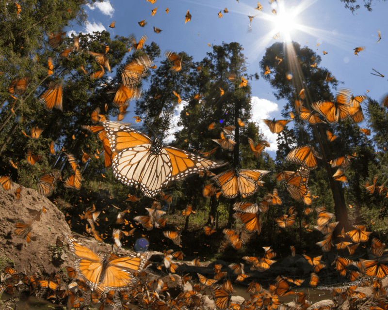 Plant Trees for Monarch Restoration | One Tree Planted