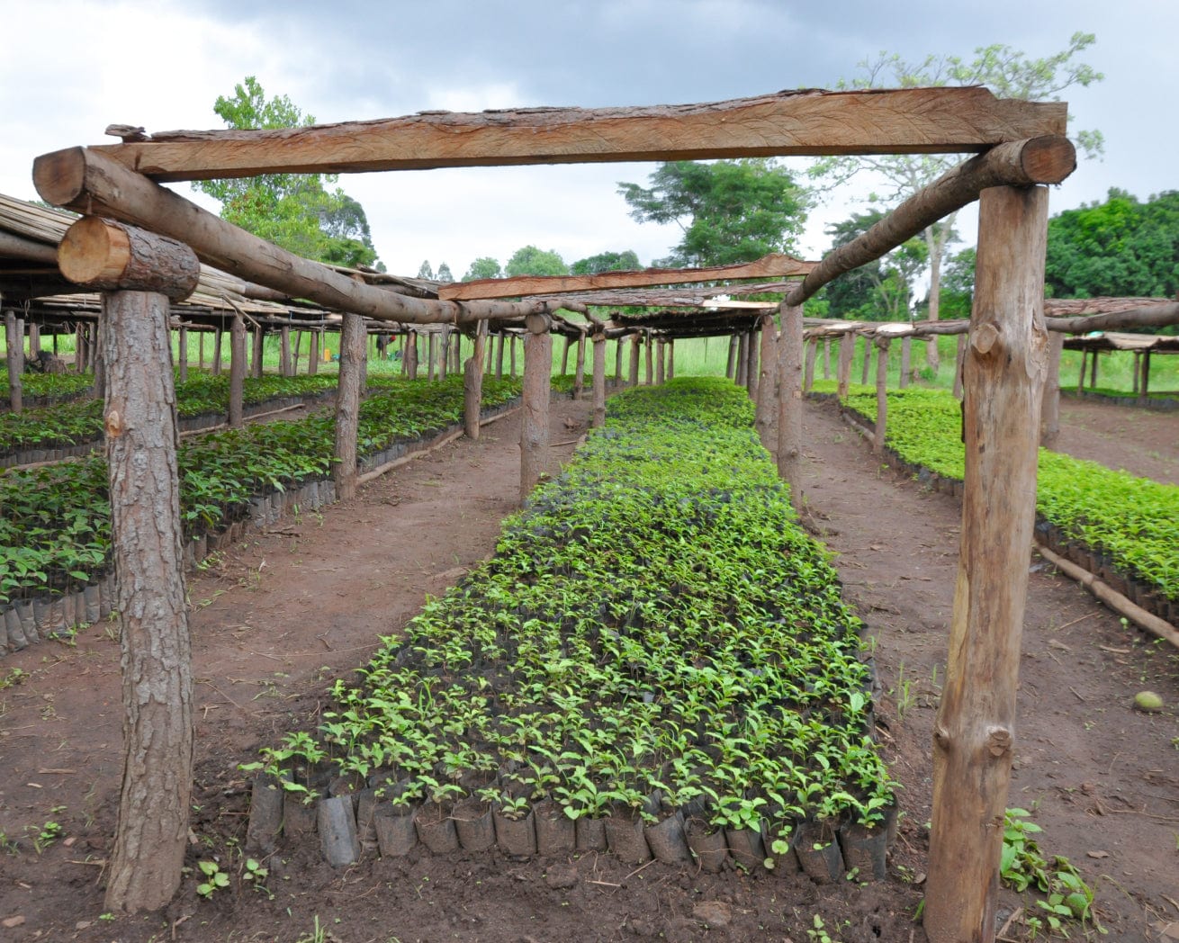 Gift Trees | One Tree Planted