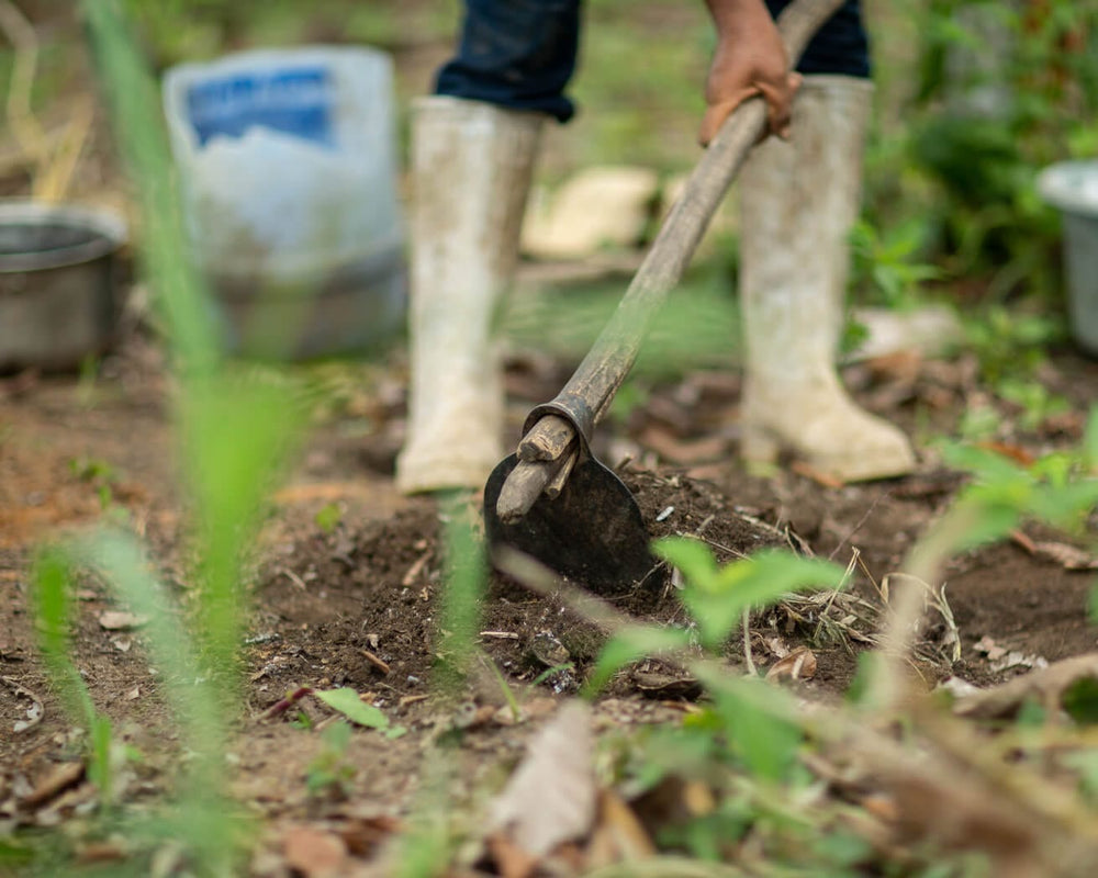 Our Work in the Amazon Rainforest | One Tree Planted