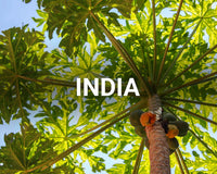 Plant Trees in India | One Tree Planted